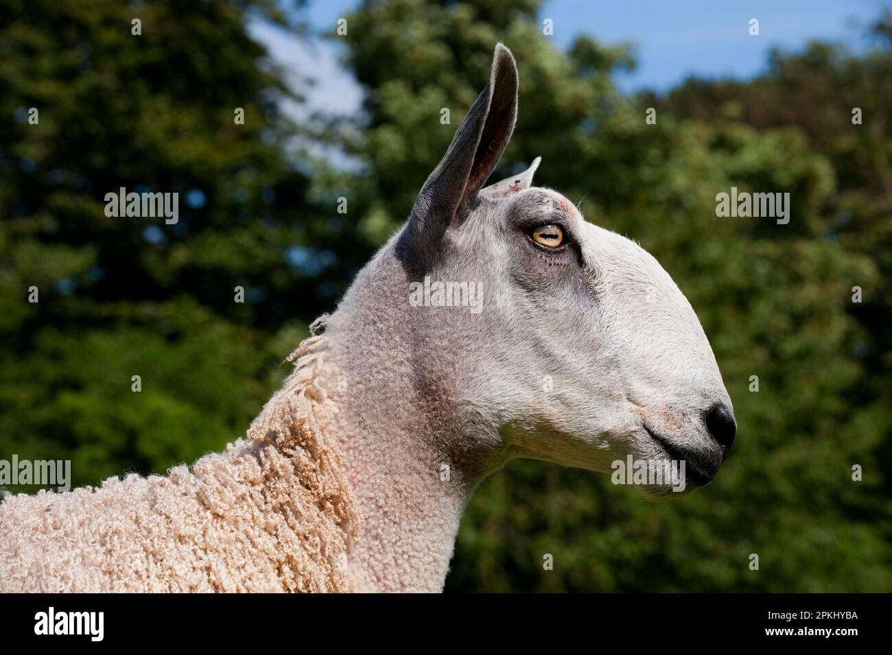 Domestic Sheep, Blue-faced Leicester, ram lamb, close-up of head ...