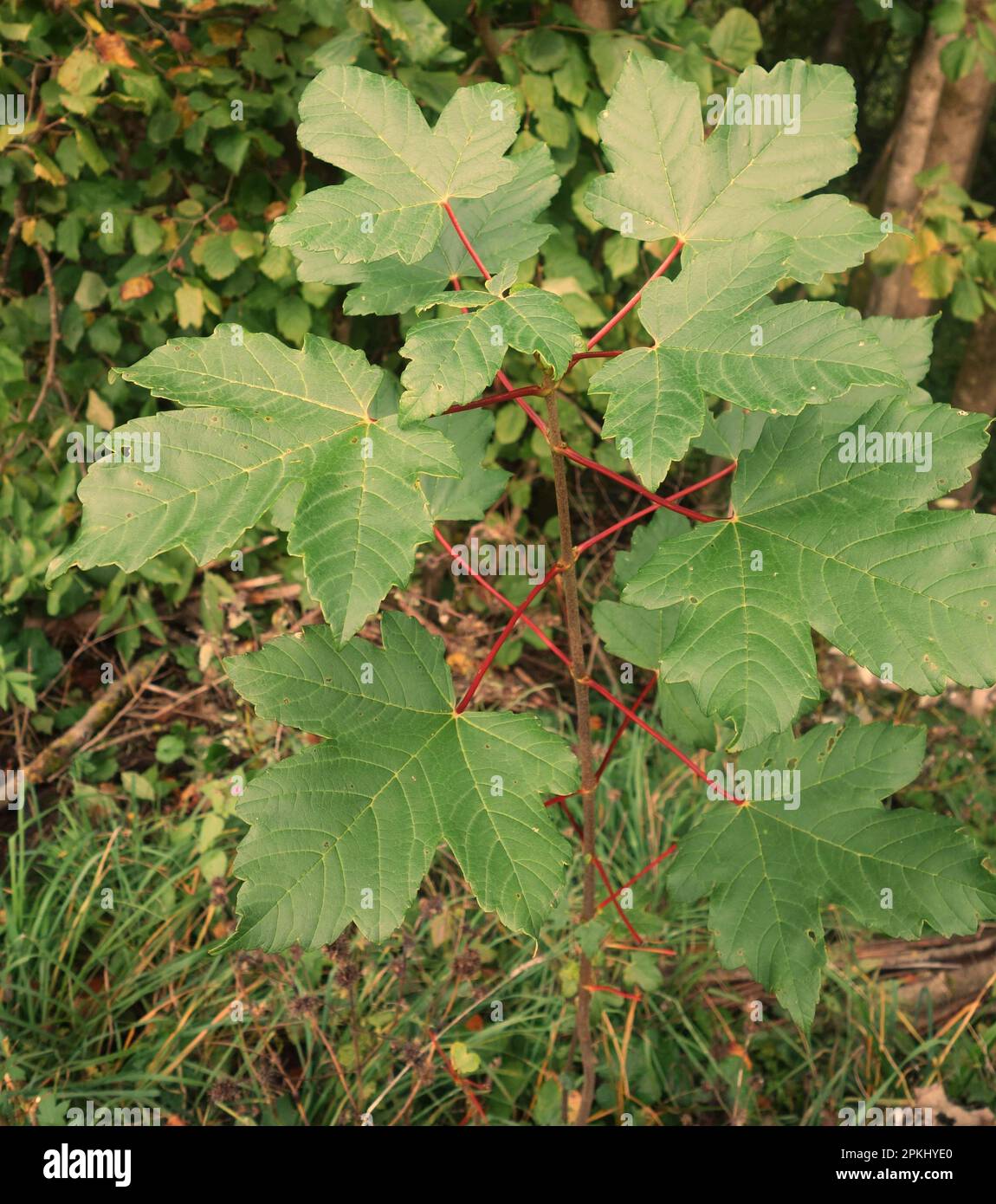 Fresh green leafs and bright red branches of a young and small hedge ...