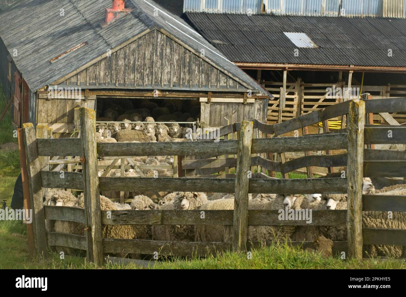 Sheep farm, Corriedale sheep flock rounded up for shearing, Port Howard ...