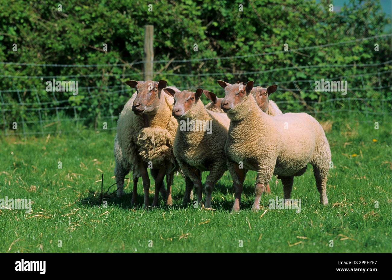 Local sheep, Rouge De L'Ouest, group standing on grass looking ahead ...