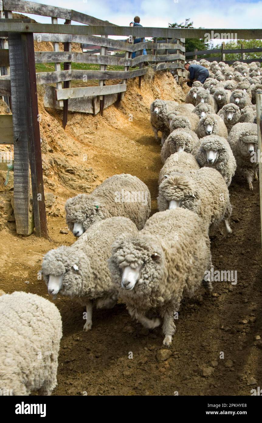 Sheep farm, Corriedale sheep flock rounded up for shearing, Port Howard ...