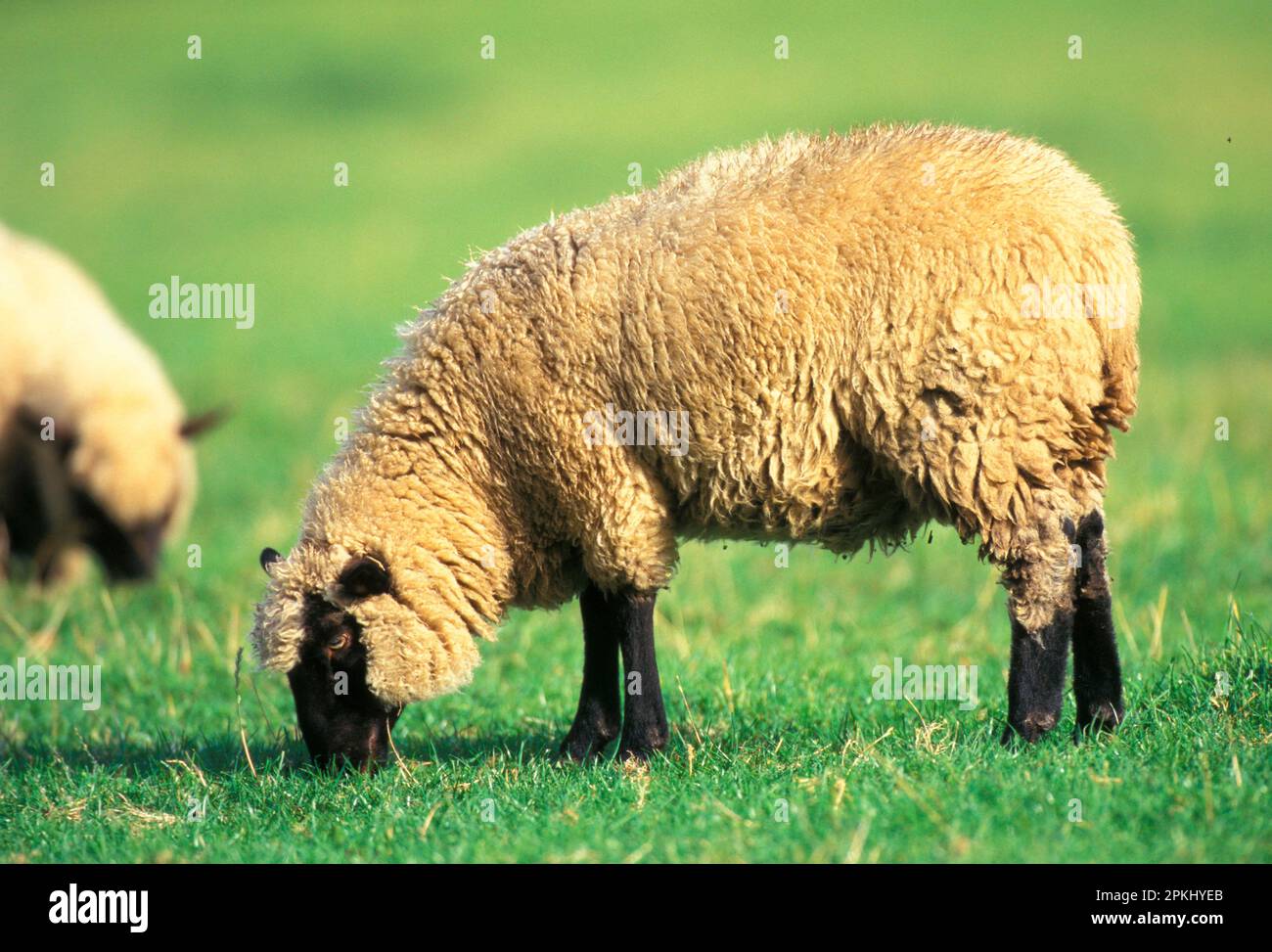 Sheep, General Clun Forest sheep, Welsh and English Lowland, short fine ...