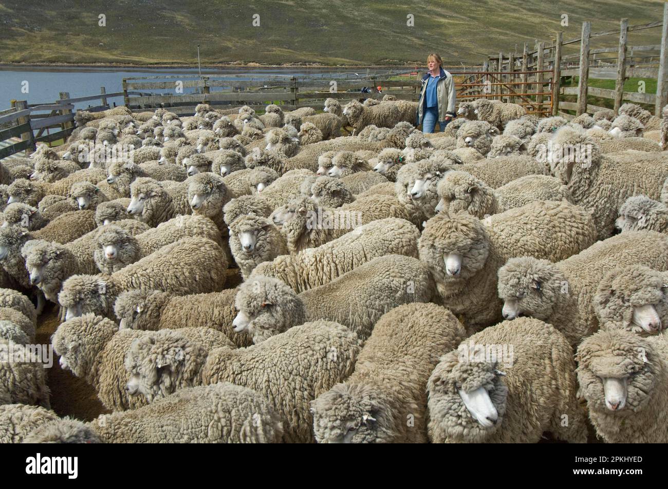 Sheep farm, Corriedale sheep flock rounded up for shearing, Port Howard ...