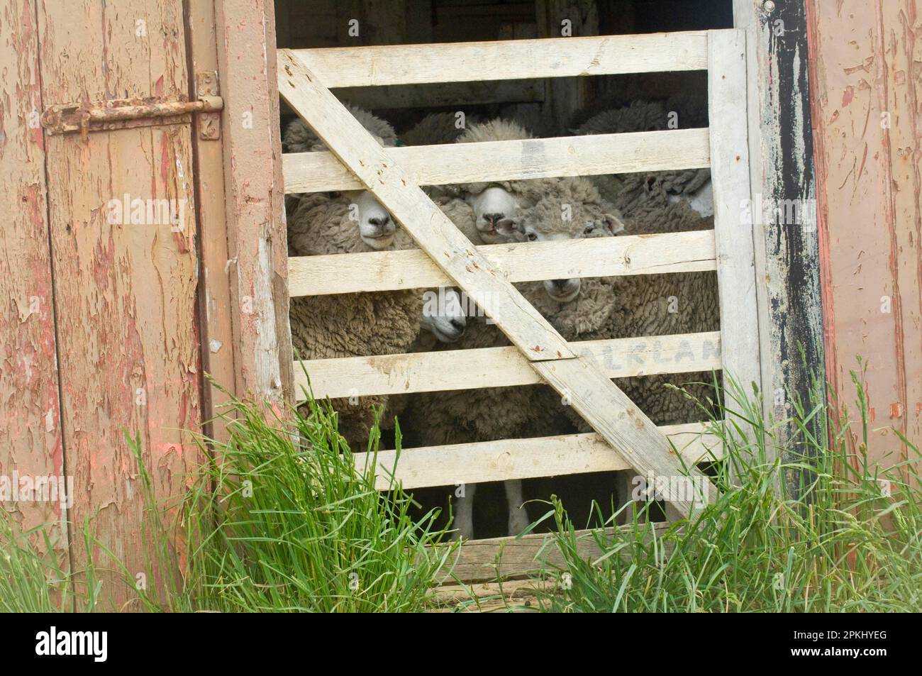 Sheep farm, Corriedale sheep flock rounded up for shearing, Port Howard ...