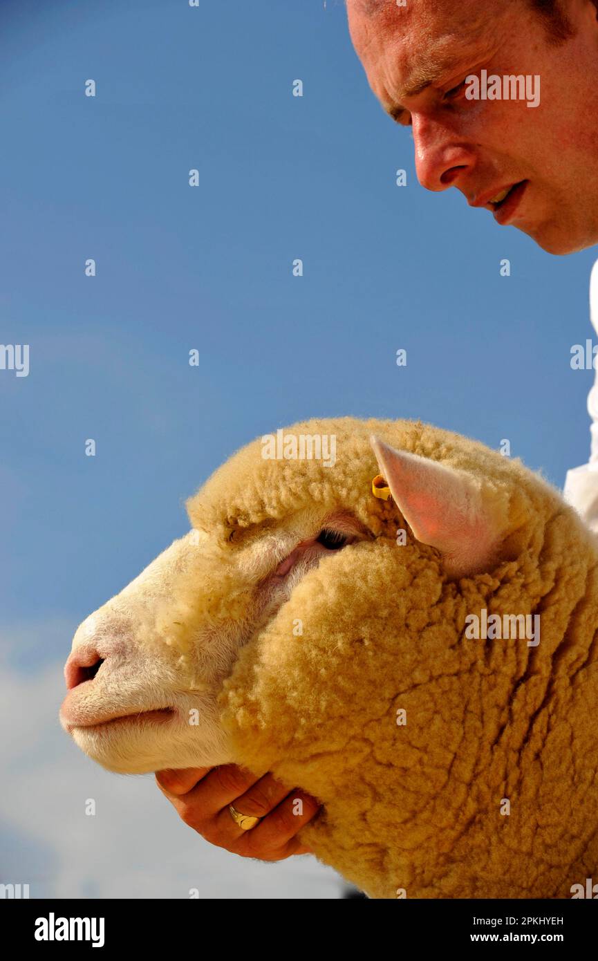 Domestic Sheep, Dorset Down ram, close-up of head, held by shepherd at ...