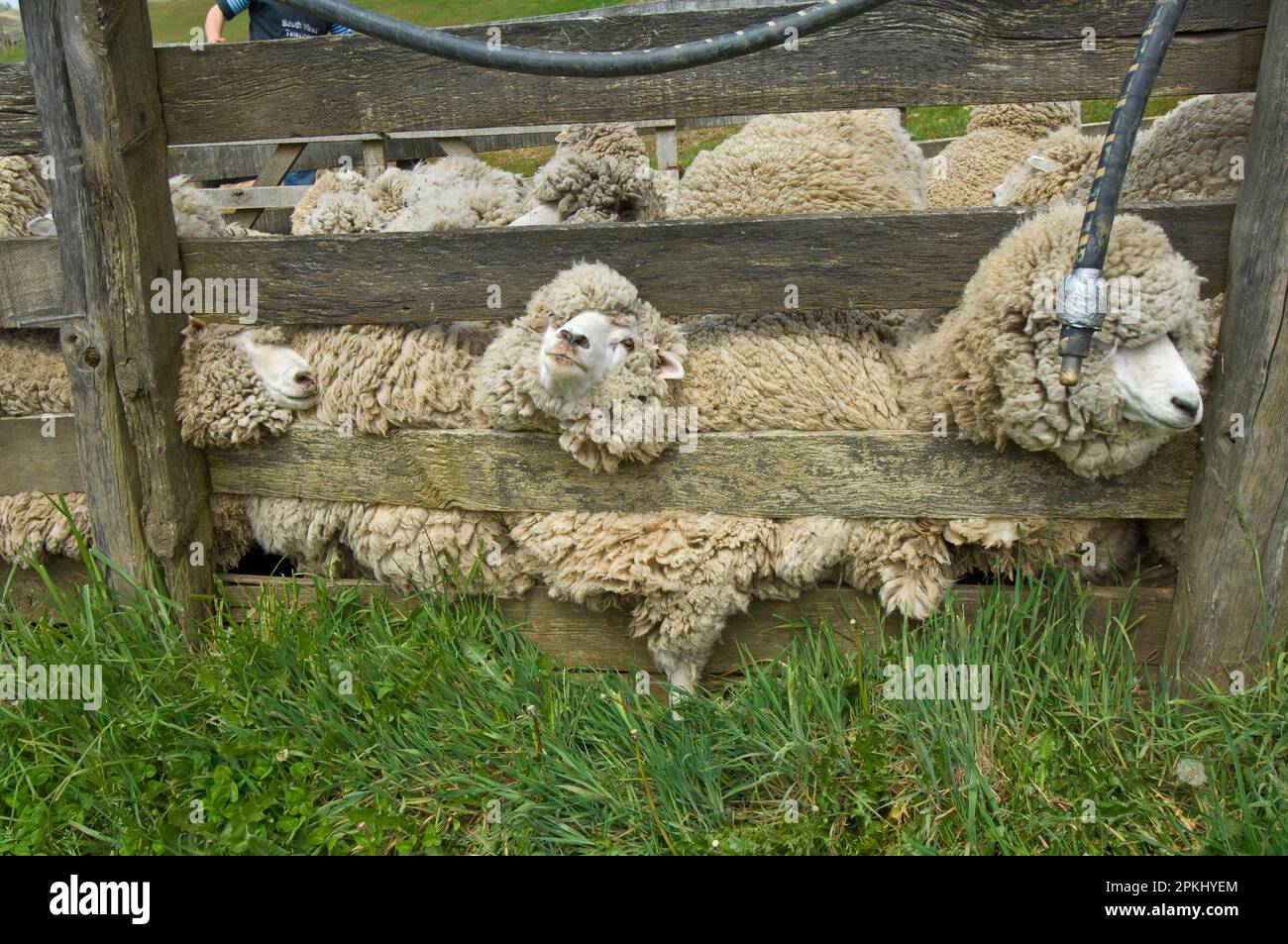 Sheep farm, Corriedale sheep flock, rounded up for shearing ...