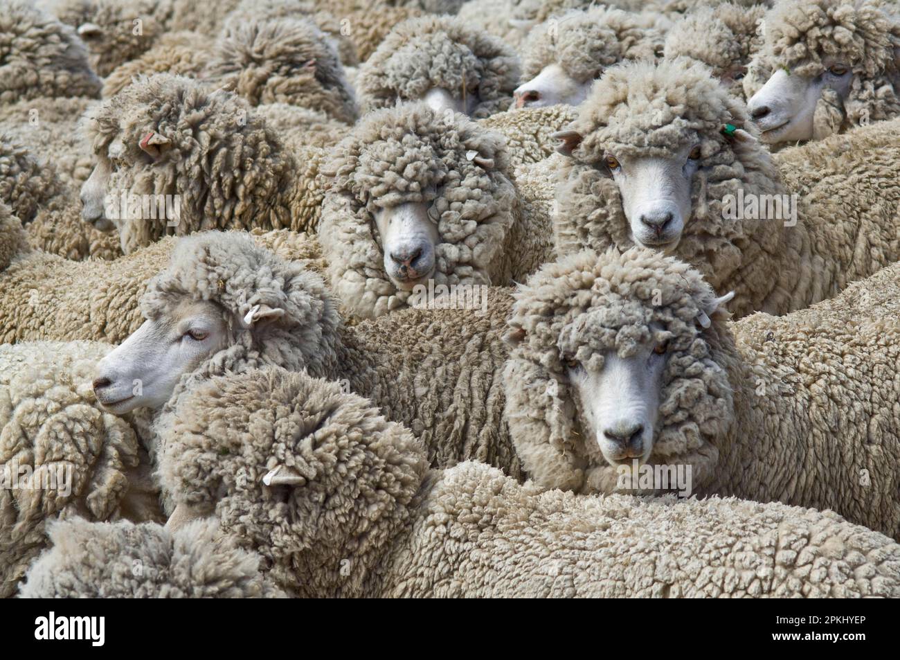 Sheep farm, Corriedale sheep flock rounded up for shearing, Port Howard ...