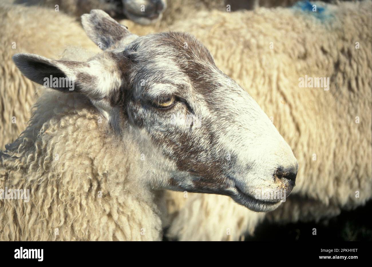 Sheep, General Sheep at Findon Sheep Fair, West Sussex Stock Photo - Alamy