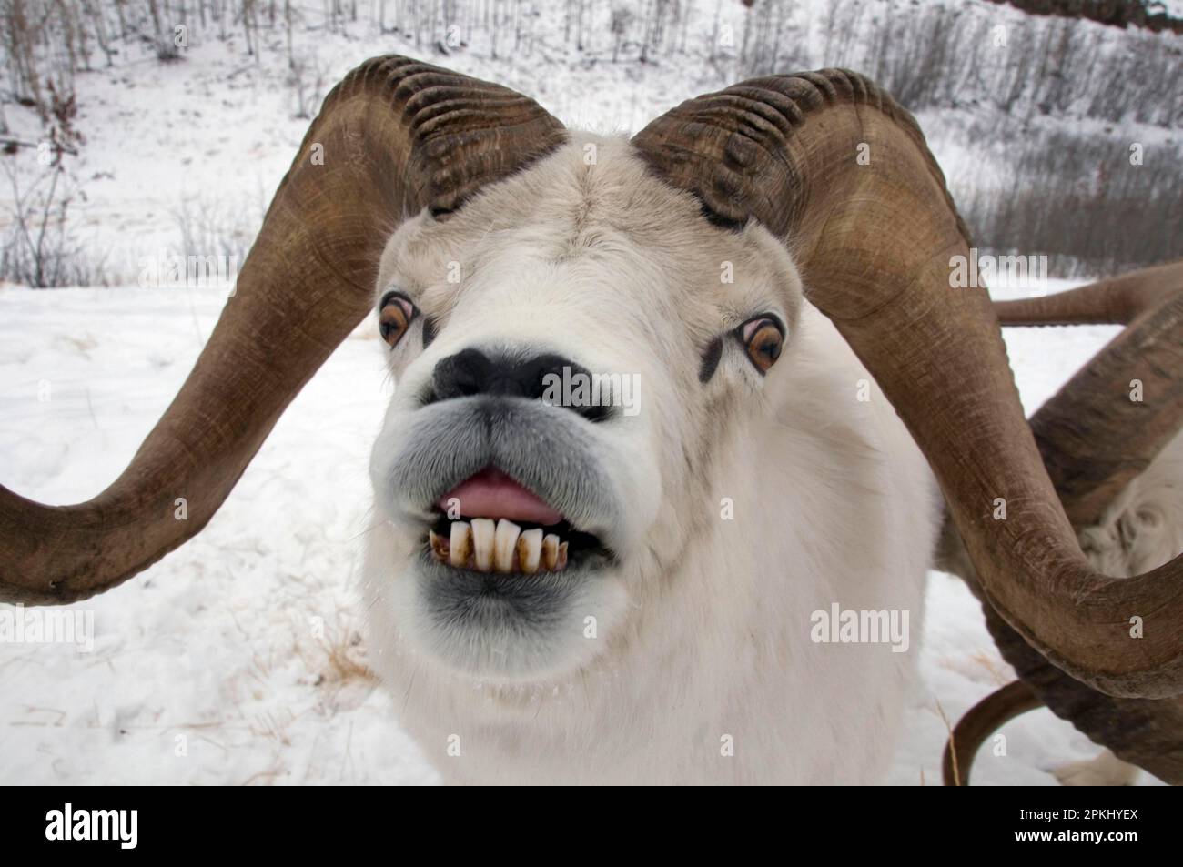 Dall dall sheep (Ovis dalli) adult male, in flehmen, close-up of head ...