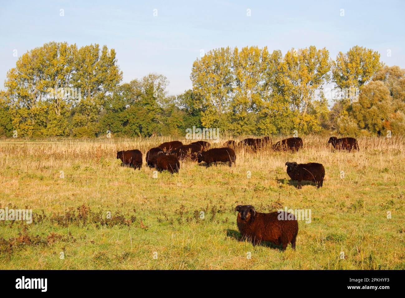 Domestic Sheep, Hebridean, flock grazing in breckland pasture ...