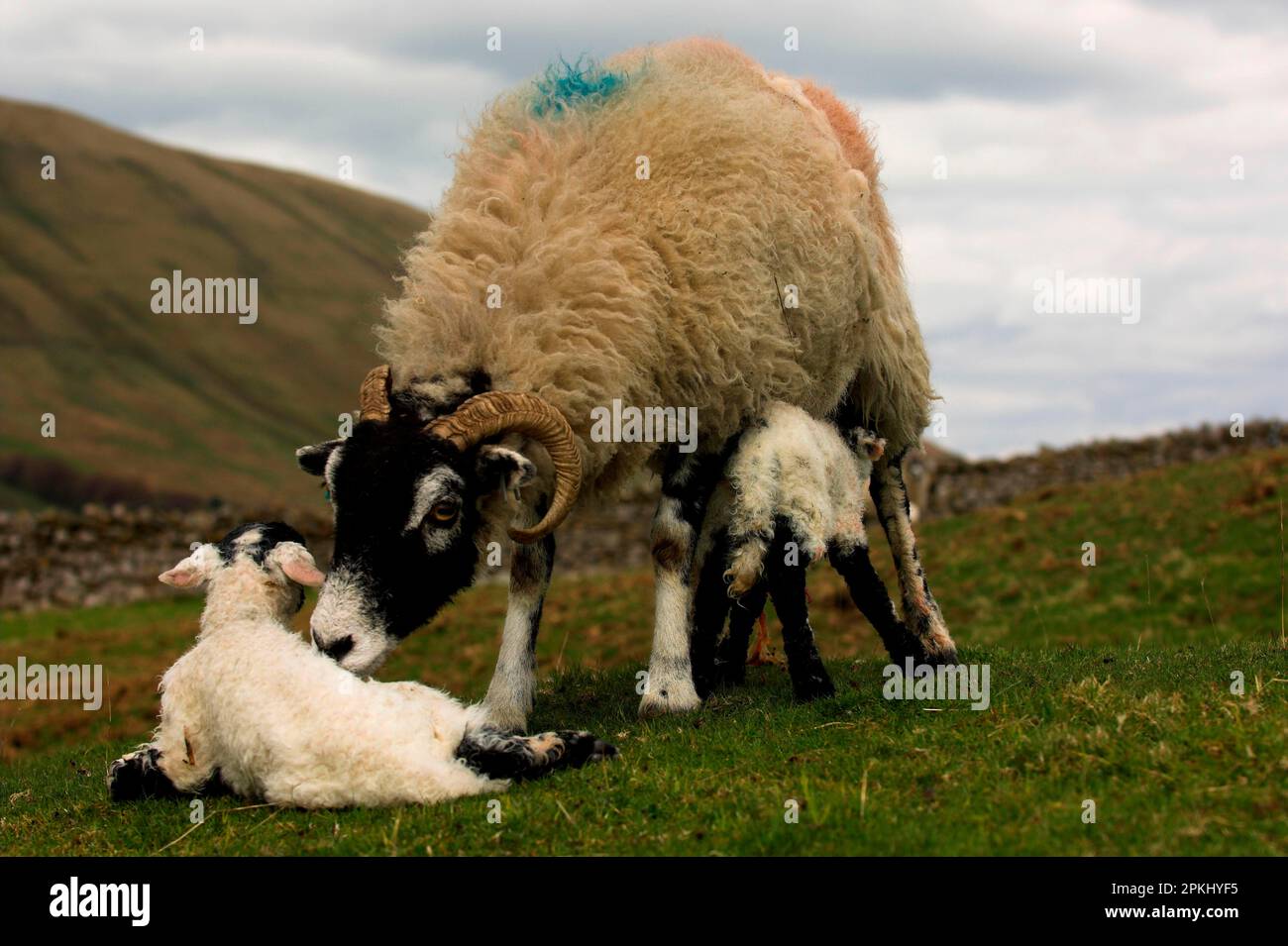 Domestic sheep, Swaledale ewe with newborn twin lambs, in upland field ...