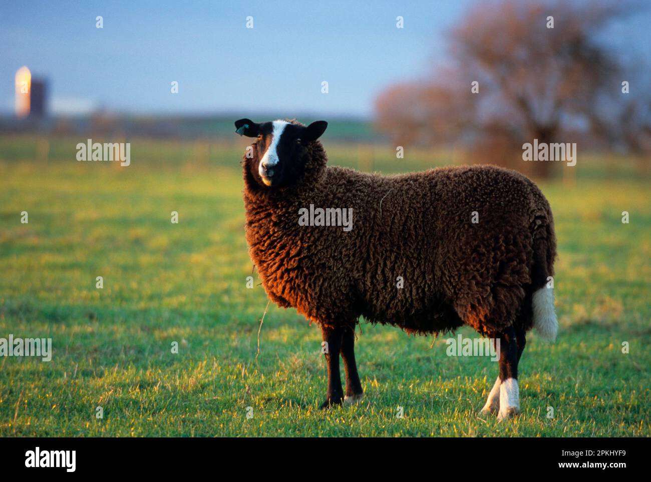 Zwarble hi-res stock photography and images - Alamy