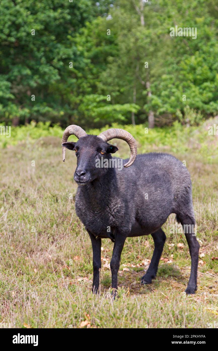 Domestic Sheep, Hebridean, adult, standing in heathland, used for ...