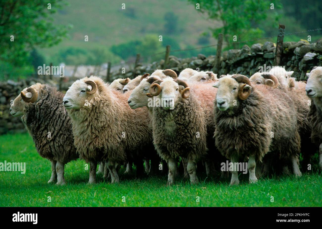 Domestic Sheep, Herdwick rams, in stonewall enclosed pasture, Cumbria ...