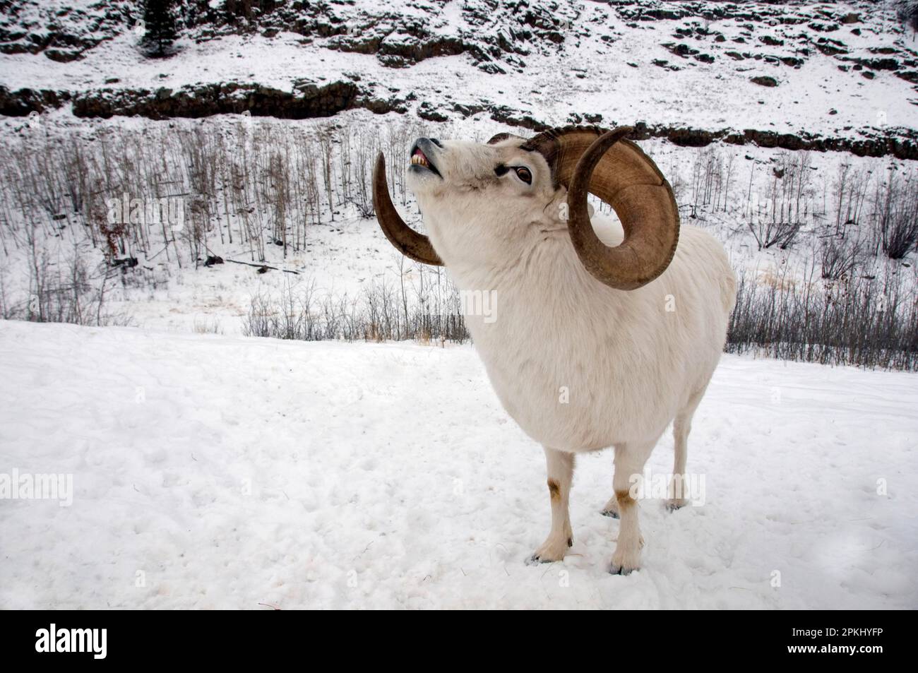 Dall dall sheep (Ovis dalli), male, in flehmen, standing in snow, Yukon ...