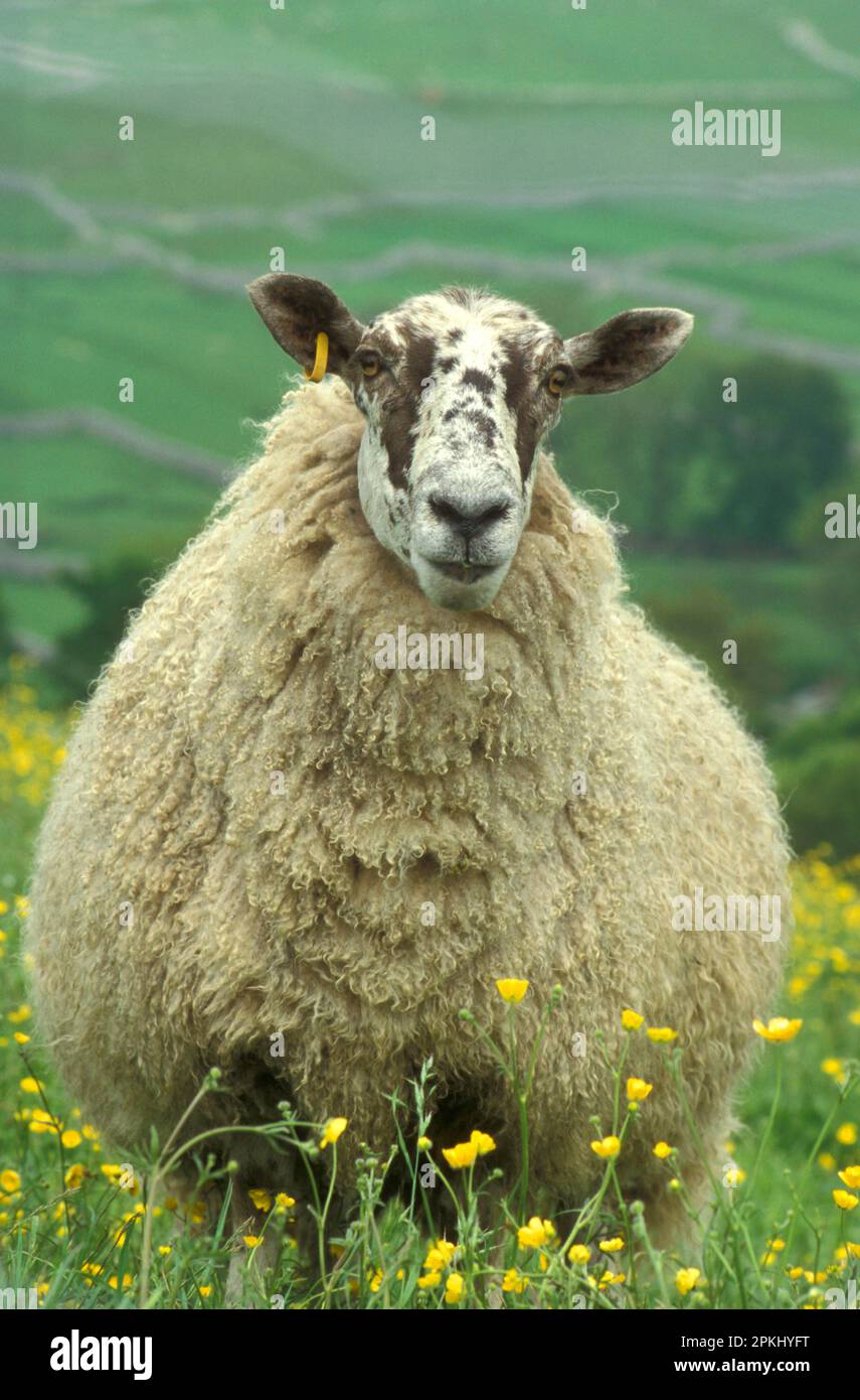 Domestic Sheep Swaledale Sheep In Field Yorkshire Dales England