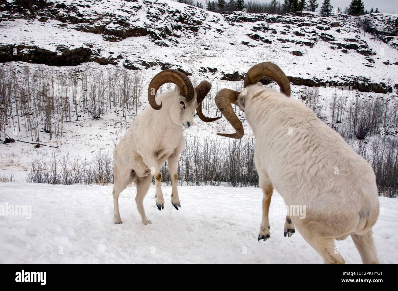 Butting heads hi-res stock photography and images - Alamy