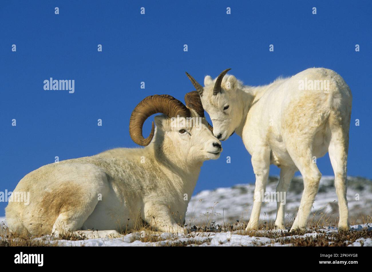 Dall dall sheep (Ovis dalli) Male with immature standing, touching noses, blue sky, Denali N. P ...