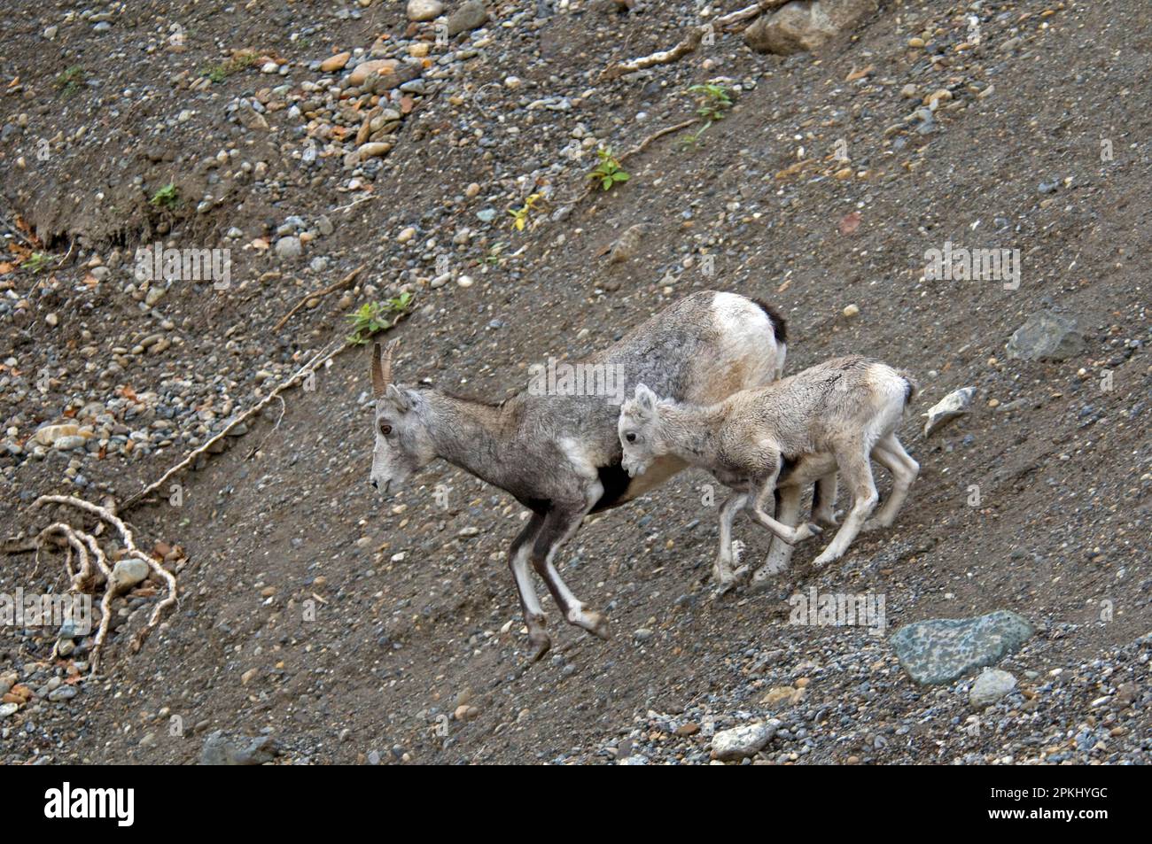 Stone sheep (Ovis dalli stonei) adult female with young, falling ...