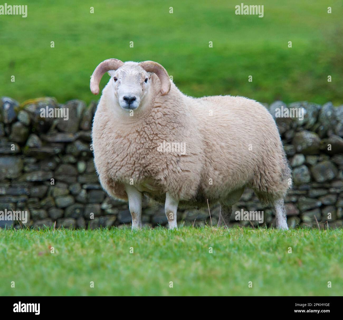 South country cheviot ram hi-res stock photography and images - Alamy