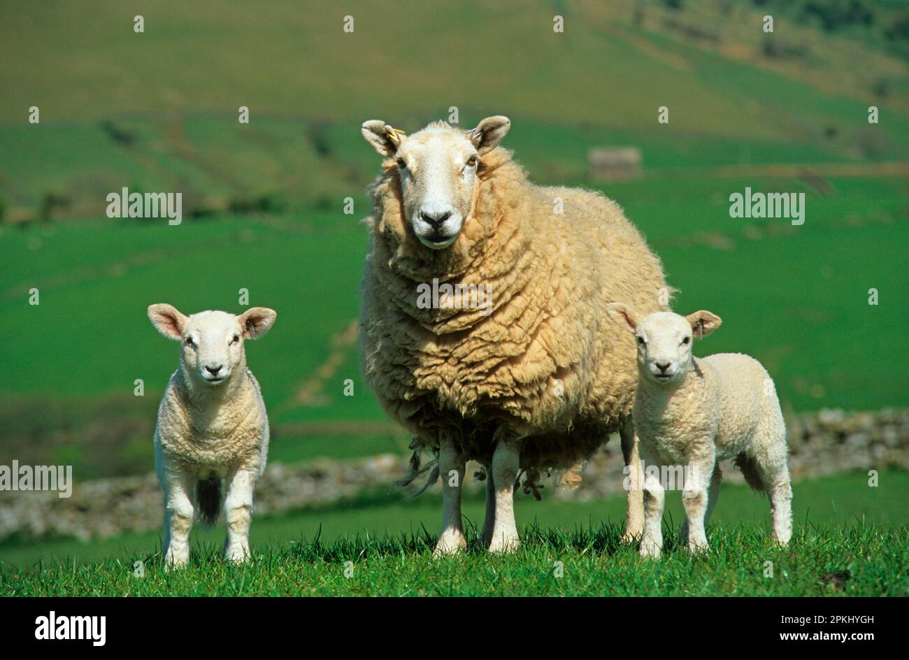 Domestic Sheep, North Country Cheviot ewe with twin lambs, Cumbria ...