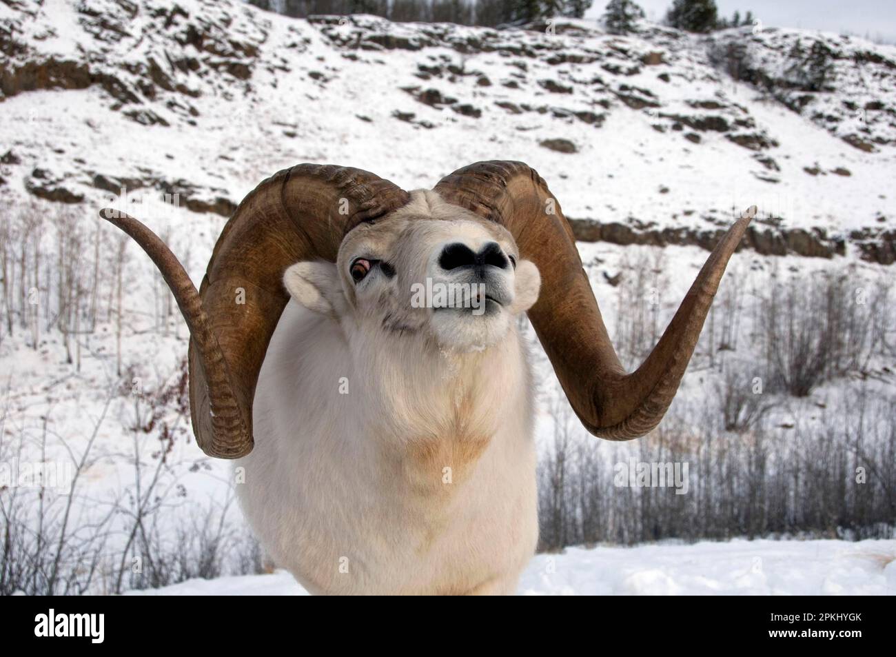 Dall dall sheep (Ovis dalli) adult male, close-up of head, in snow ...