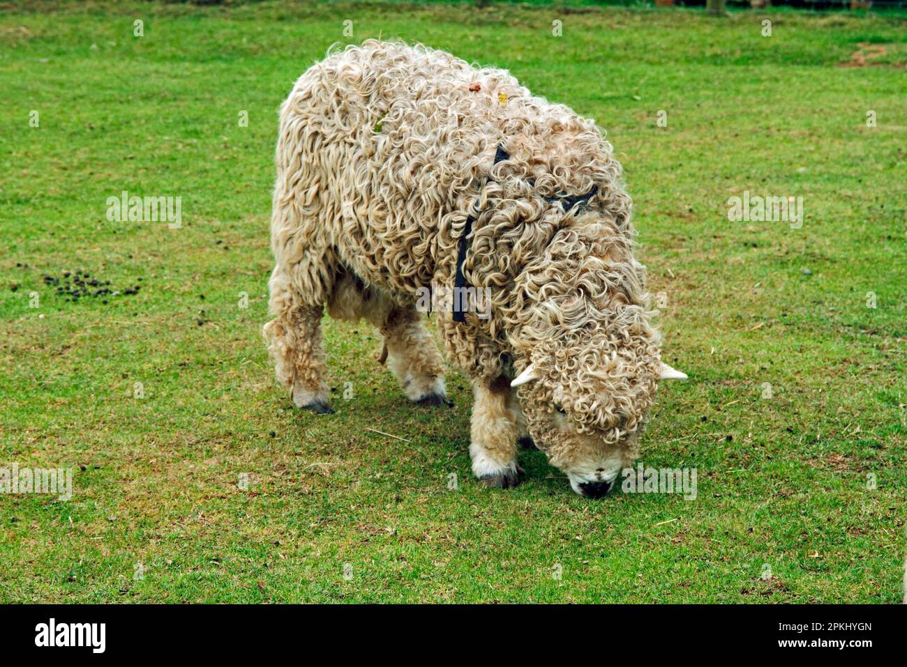 Domestic sheep, grey-faced Dartmoor ram, grazing in paddock, England ...