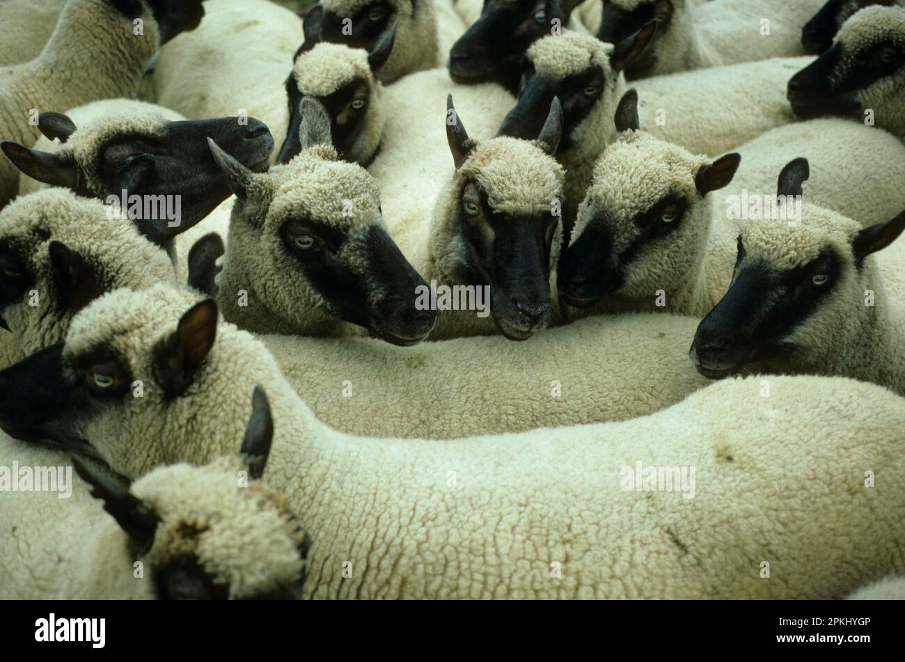 Sheep celebration hi-res stock photography and images - Alamy