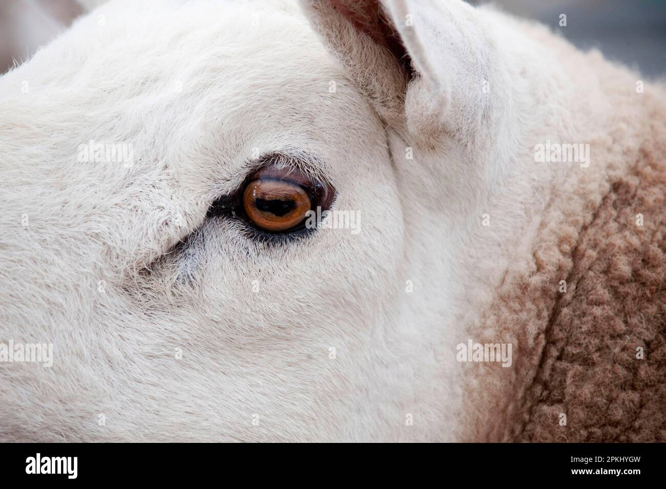 Cheviot ram hi-res stock photography and images - Alamy
