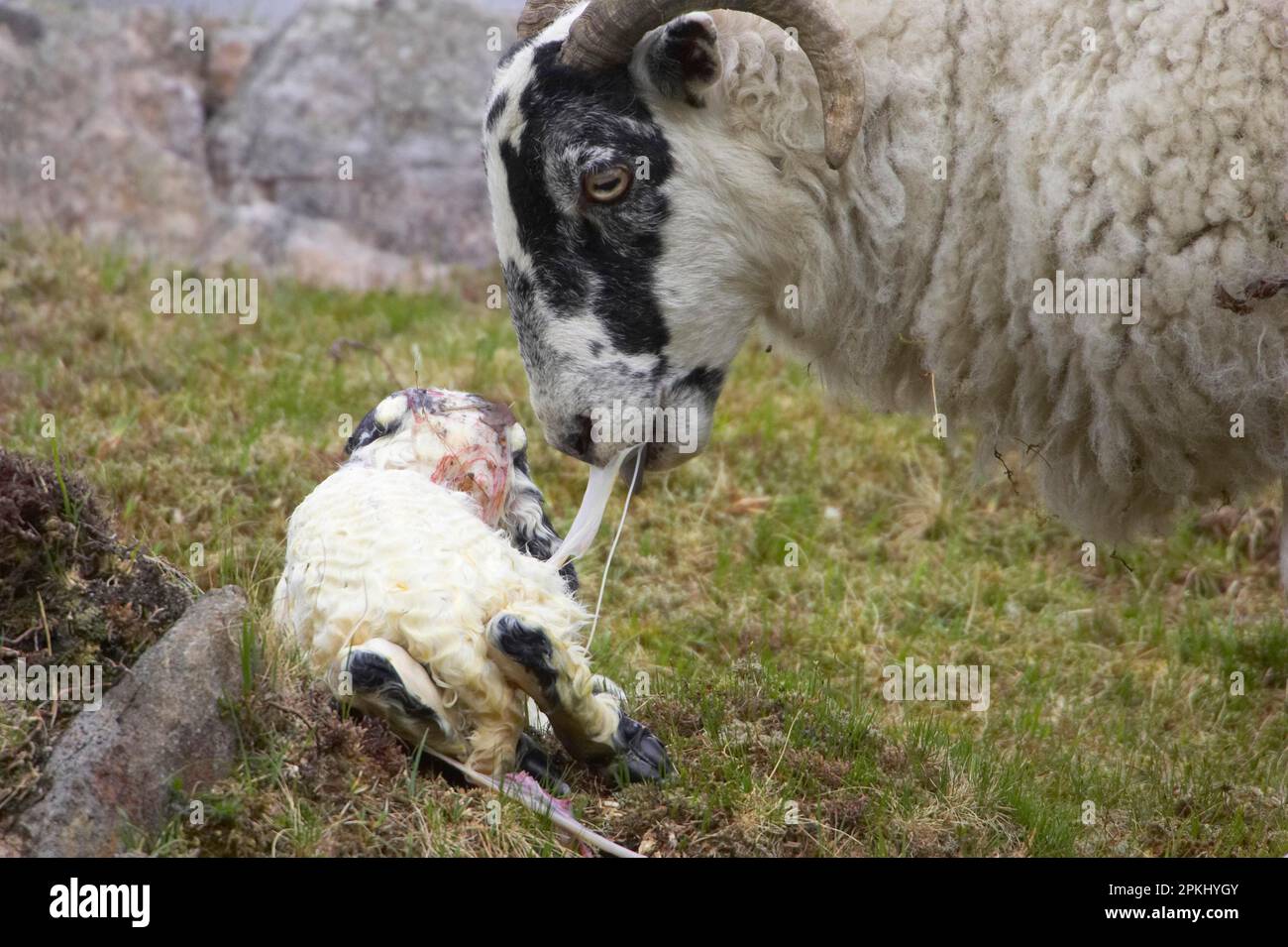 Domestic sheep, Scottish Blackface, birth of a lamb, ewe after giving ...