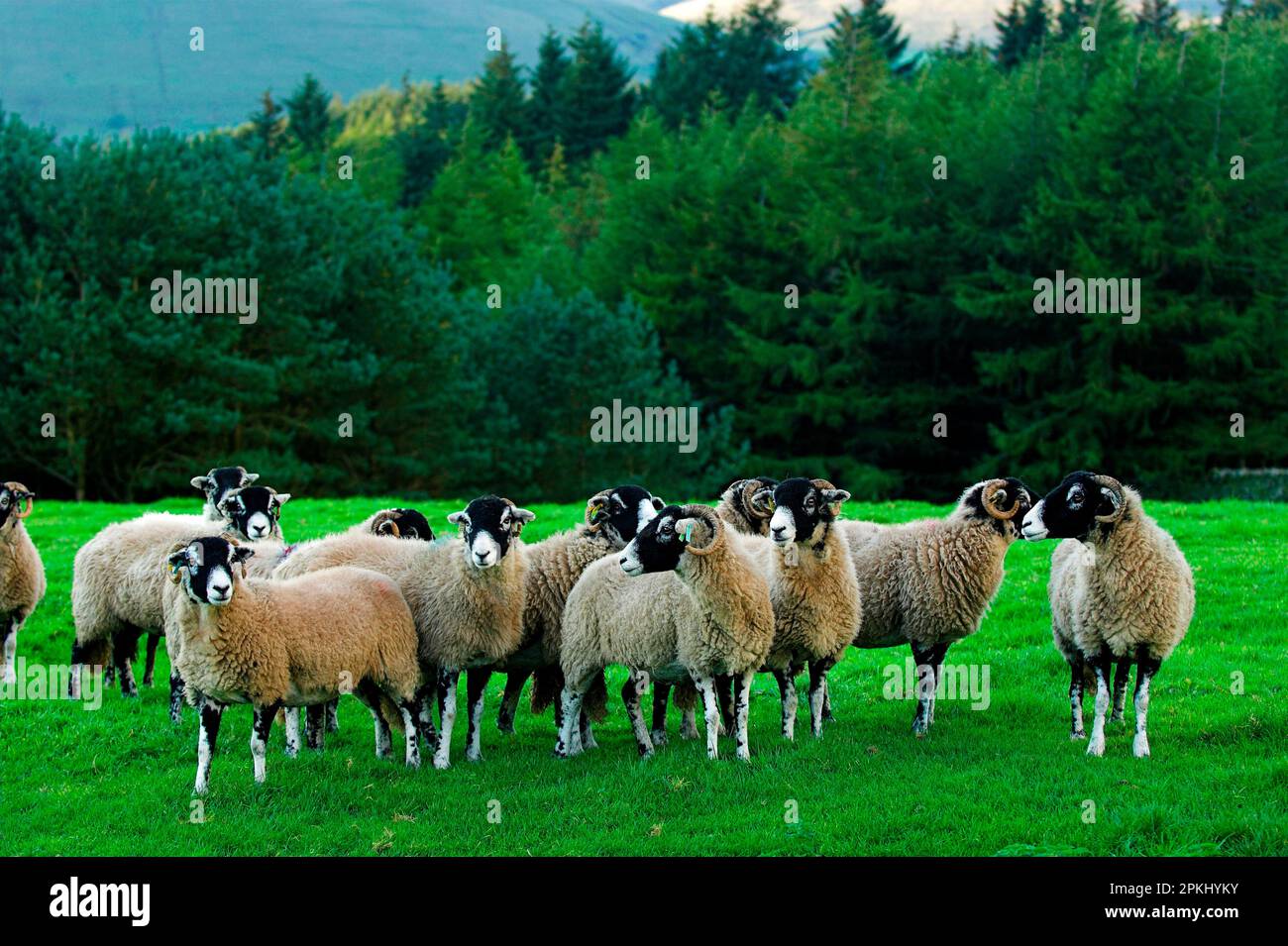 Domestic Sheep, Swaledale ewes, flock standing in field, England ...