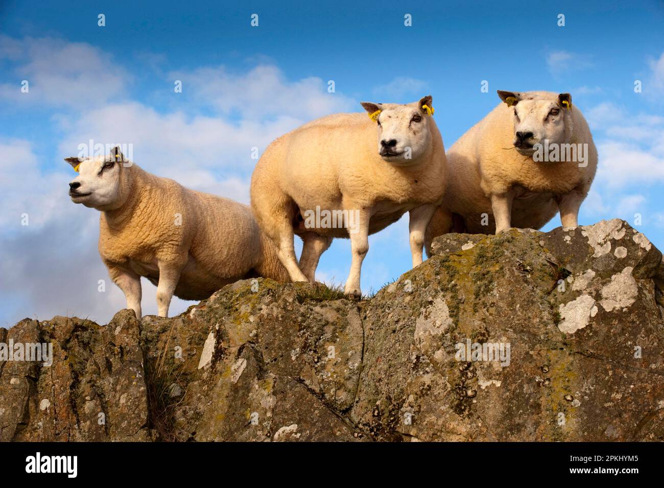 Three standing sheep hi-res stock photography and images - Alamy