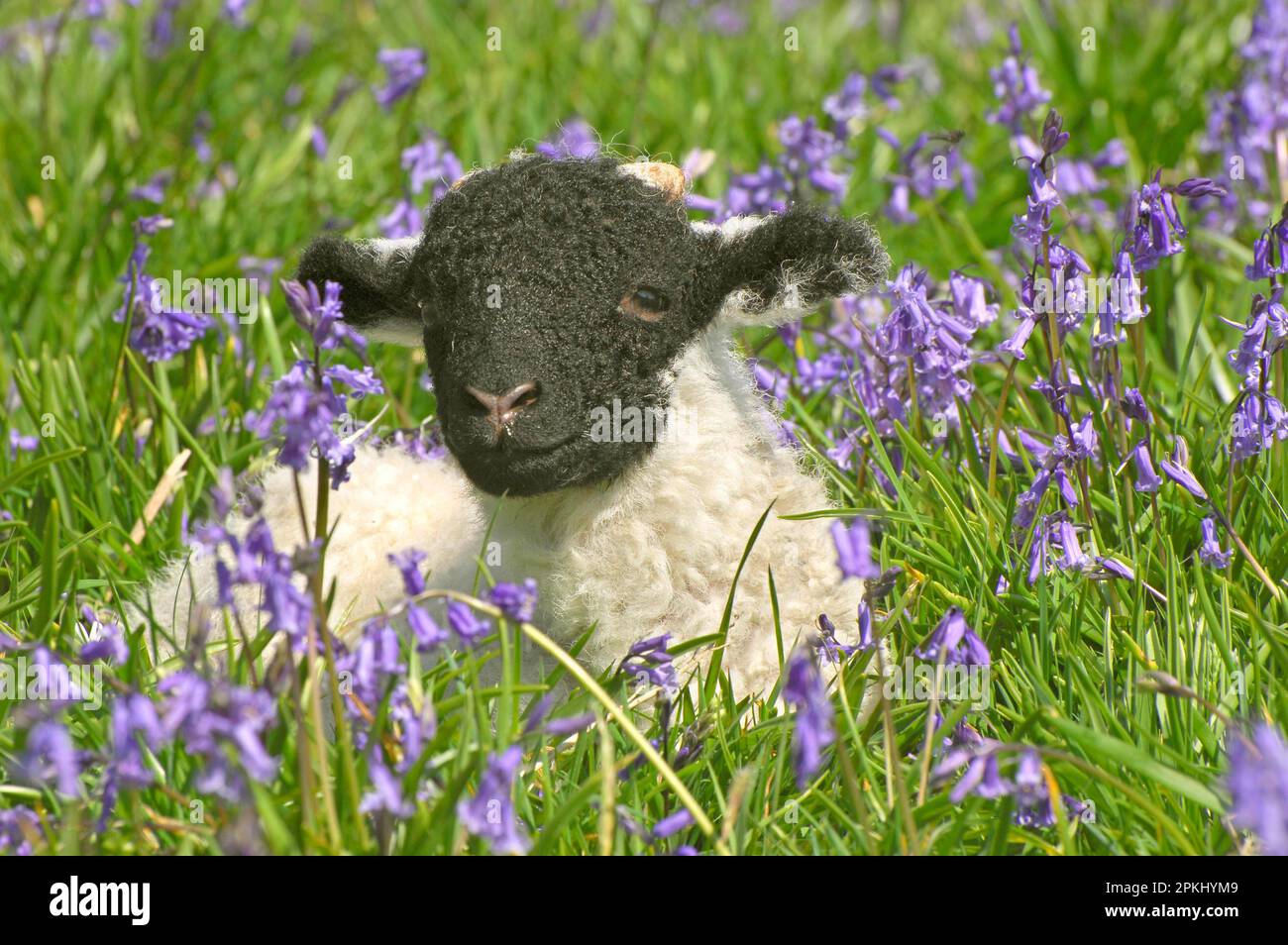 Domestic Sheep, Swaledale lamb, laying amongst Bluebell flowers, Dunsop ...