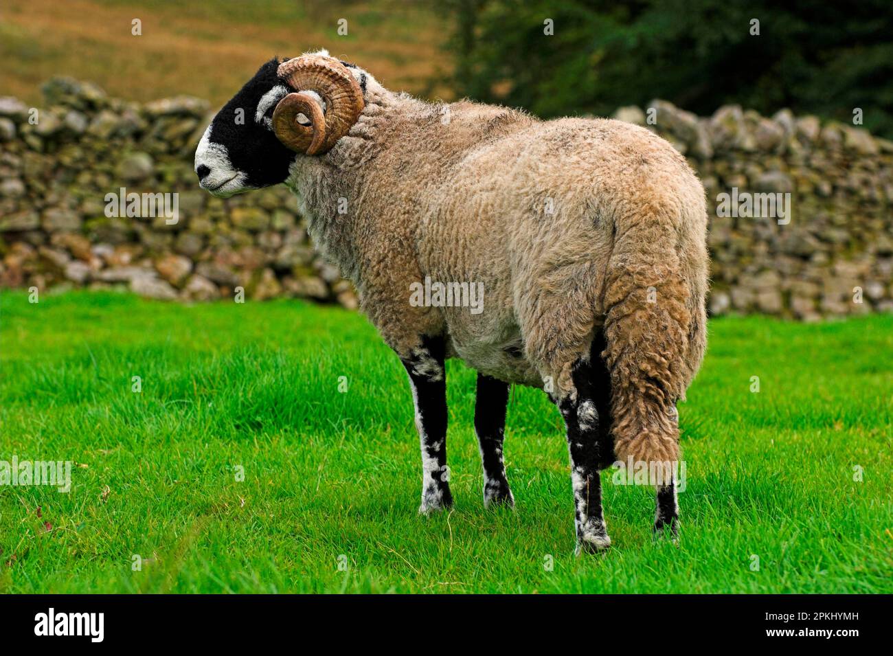 Domestic Sheep Swaledale ram, standing in pasture, Cumbria, England ...