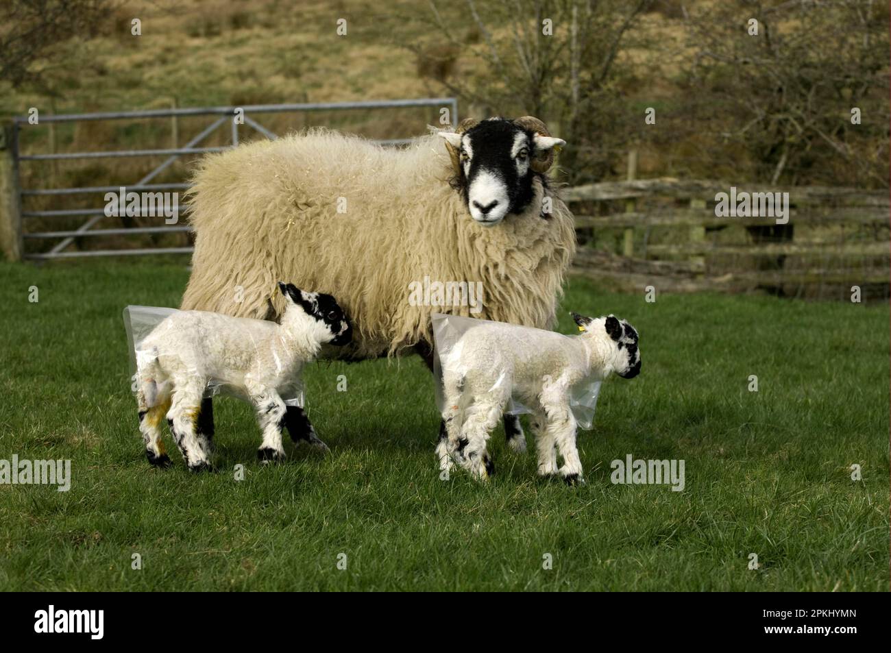 Domestic Sheep, Swaledale ewe, with young mule lambs, protected from ...