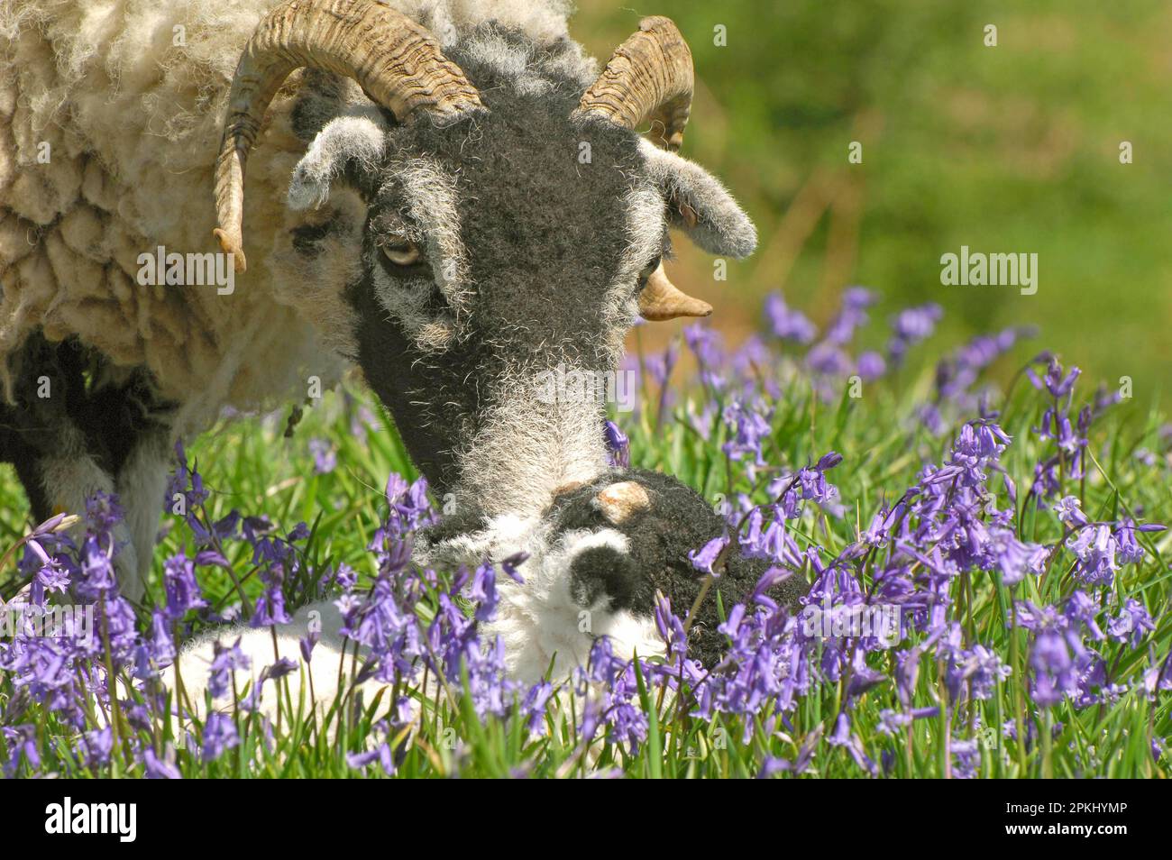 Domestic Sheep, Swaledale ewe, with lamb, amongst Bluebell flowers ...
