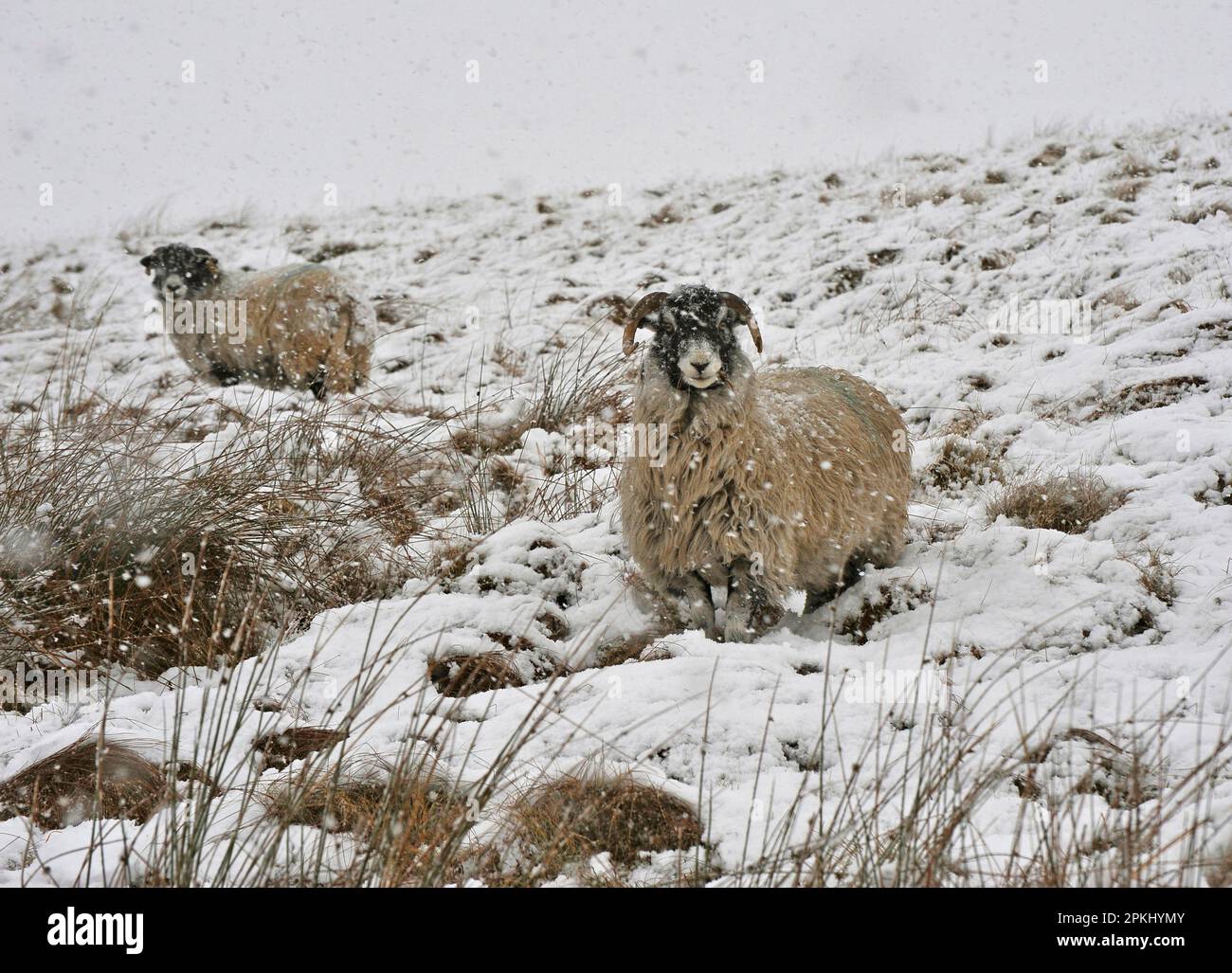 Domestic sheep, Swaledale ewes, two standing in snow during snowfall ...