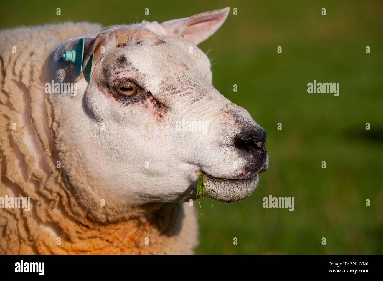 Domestic sheep, Beltex ram, close-up of head, with ear tags, grazers ...