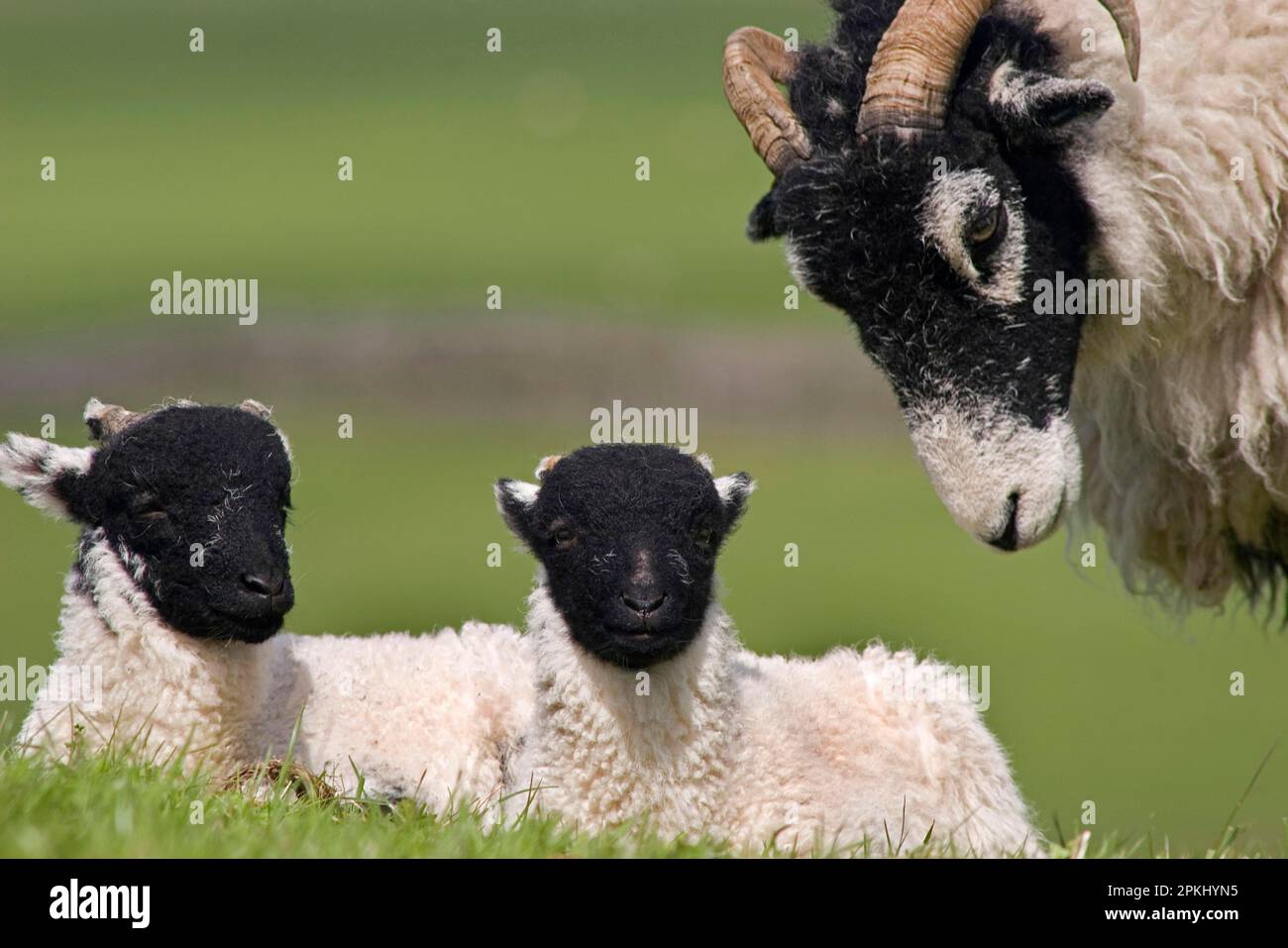 Swaledale sheep spring yorkshire hi-res stock photography and images ...