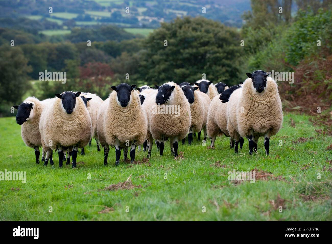Domestic sheep, Beulah Speckled Face ram, flock standing on pasture ...