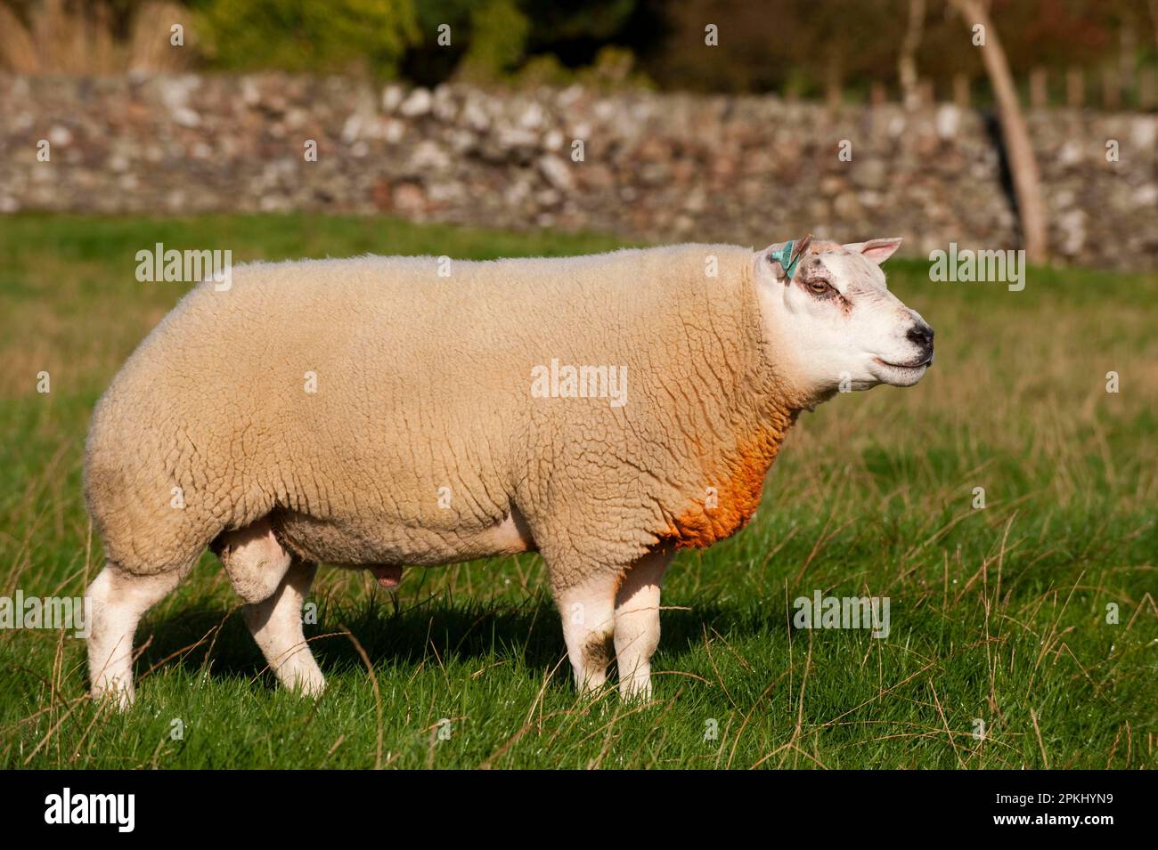 Domestic sheep, Beltex ram, with reddish colour on chest, standing on ...