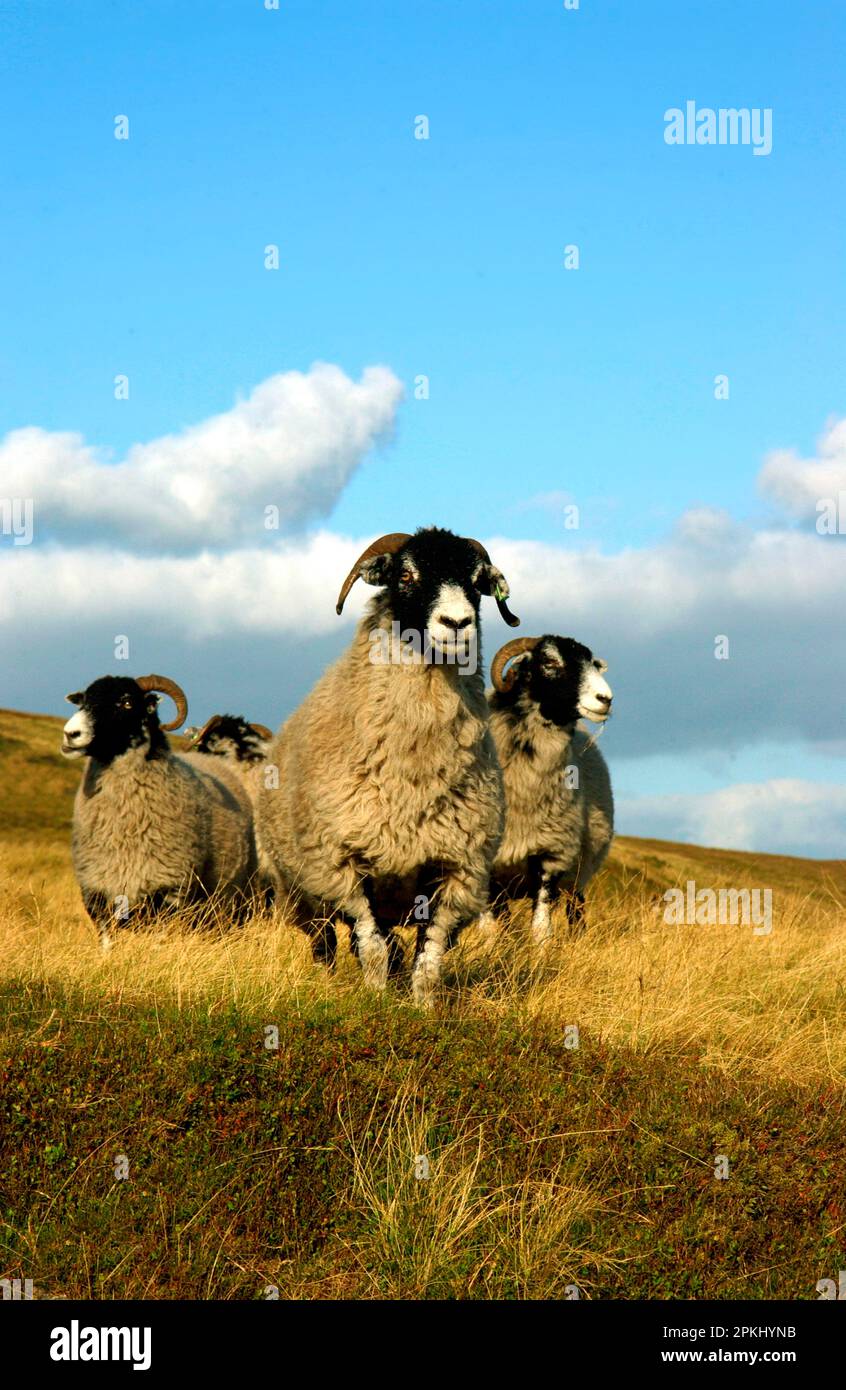 Domestic Sheep, Swaledale ewes, four standing in rough pasture ...