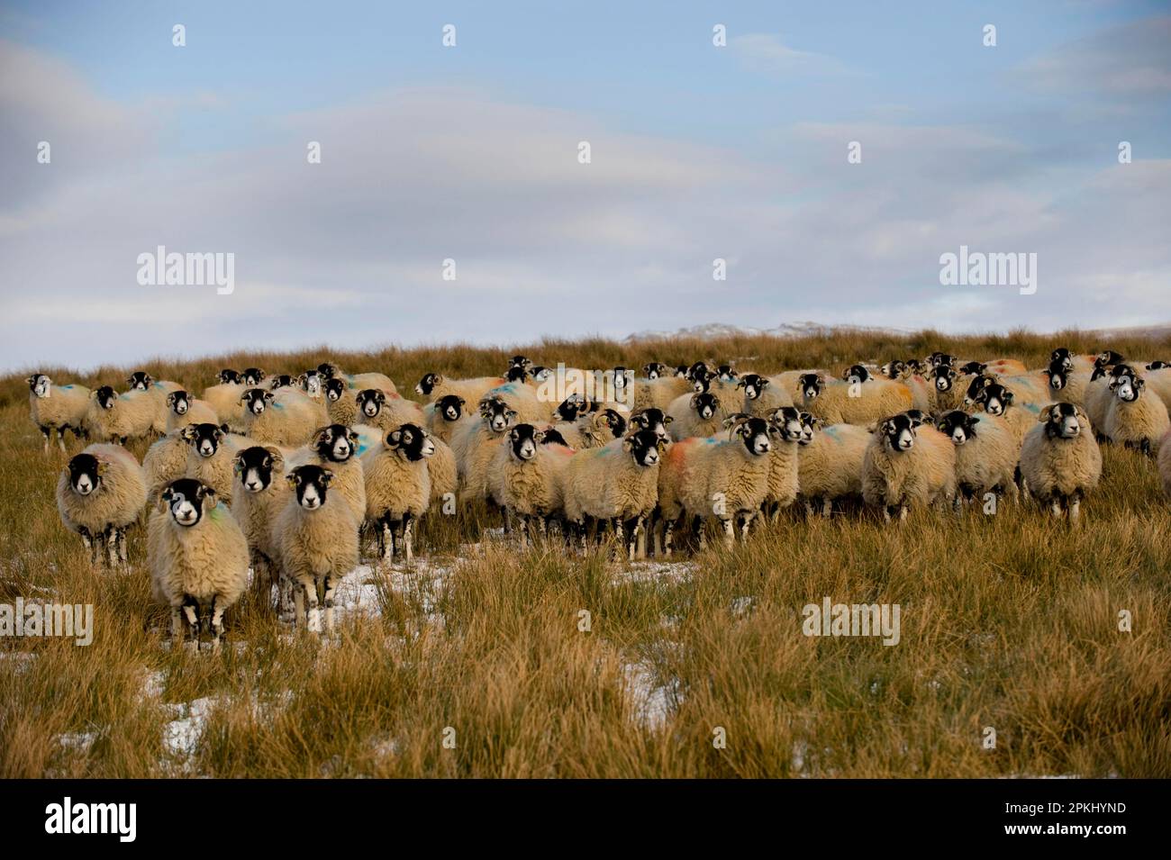 Domestic sheep, Swaledale flock, standing in patchy snow on moorland, Cumbria, England, winter ...