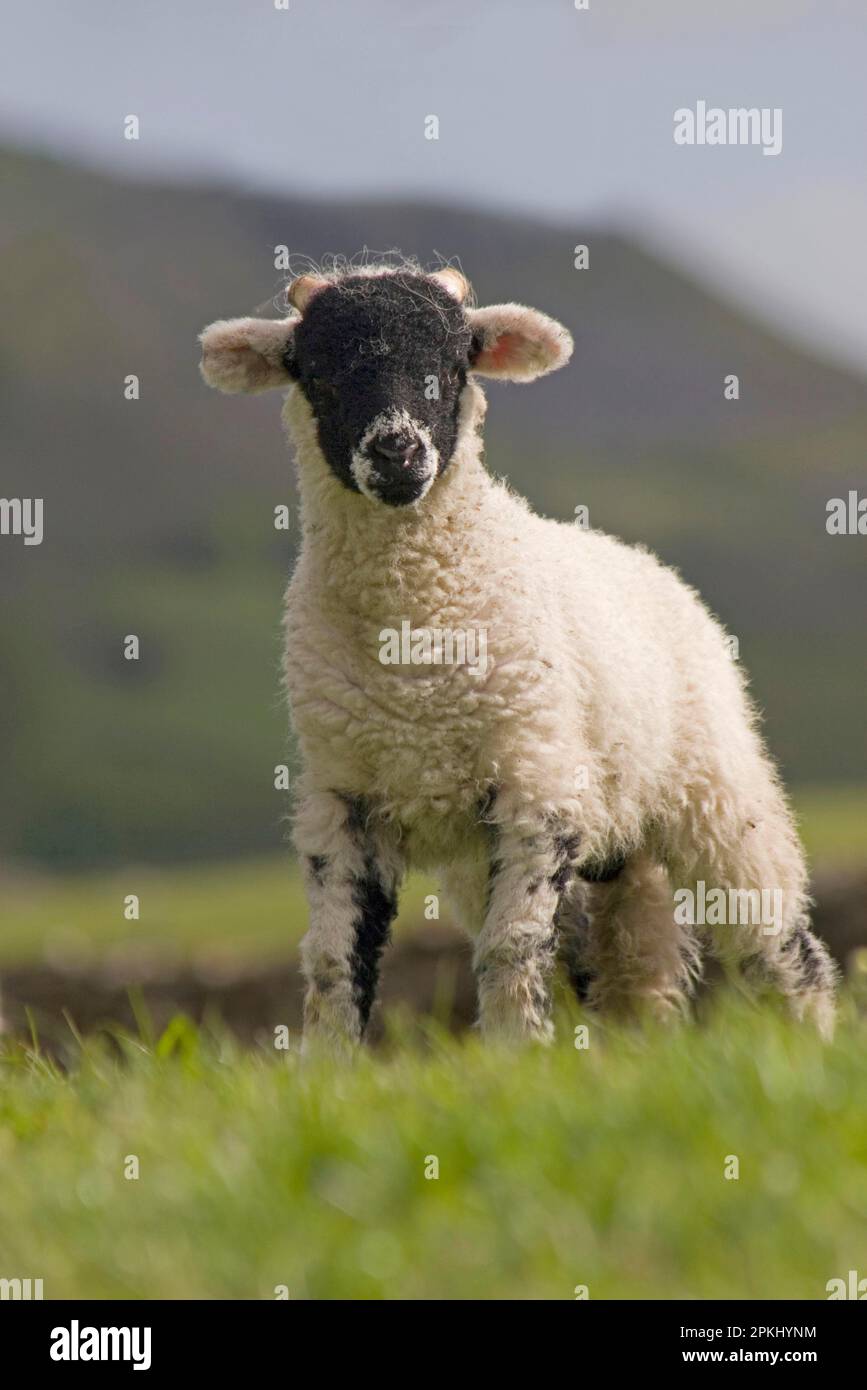 Swaledal lamb hi-res stock photography and images - Alamy