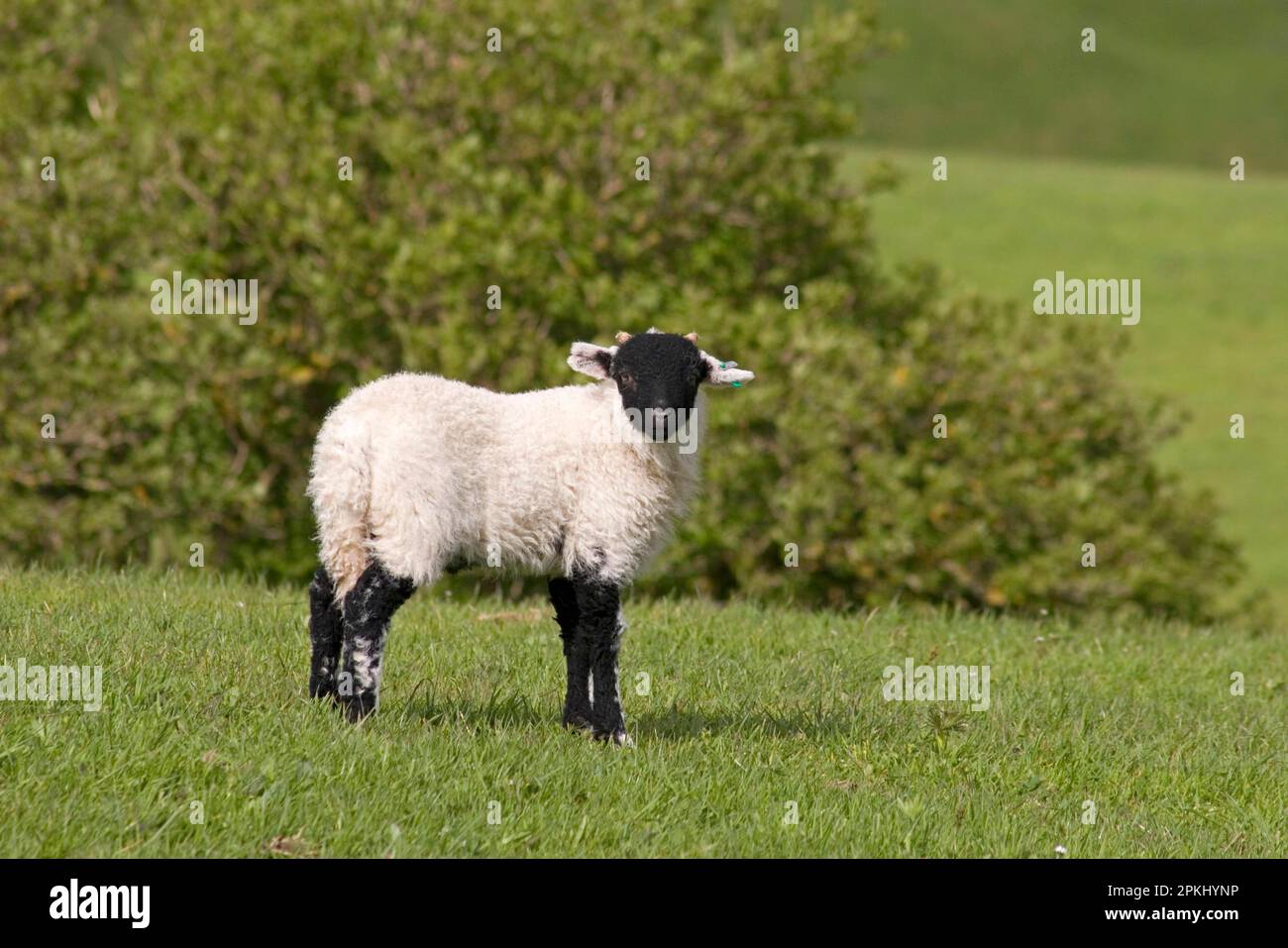 Swaledal lamb hi-res stock photography and images - Alamy