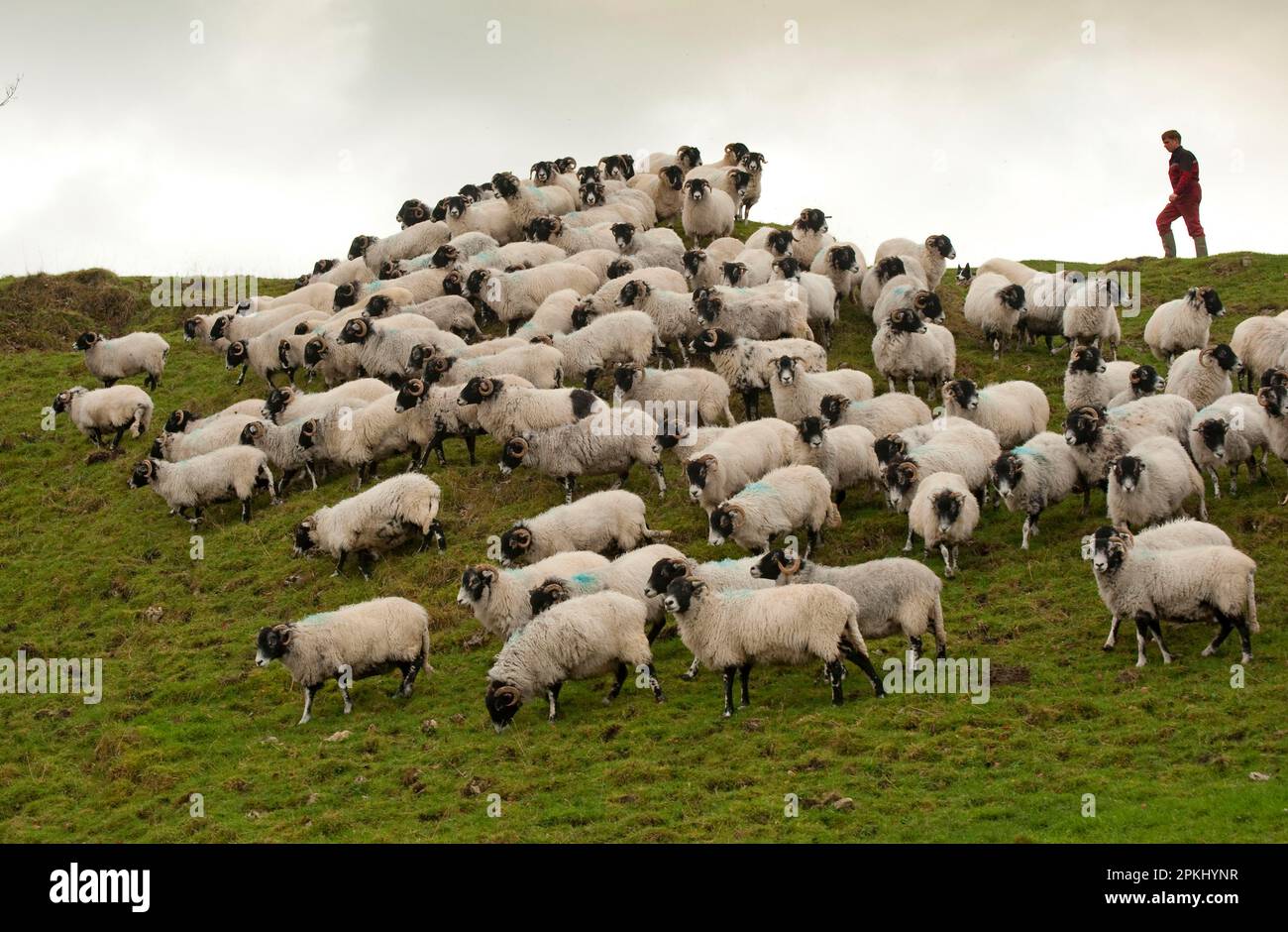Sheep swaledale sheep hi-res stock photography and images - Alamy