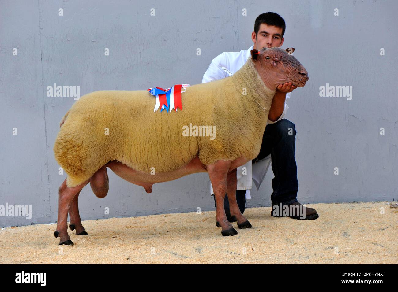 Domestic Sheep, Rouge de L'Ouest ram, champion held by shepherd at sale ...