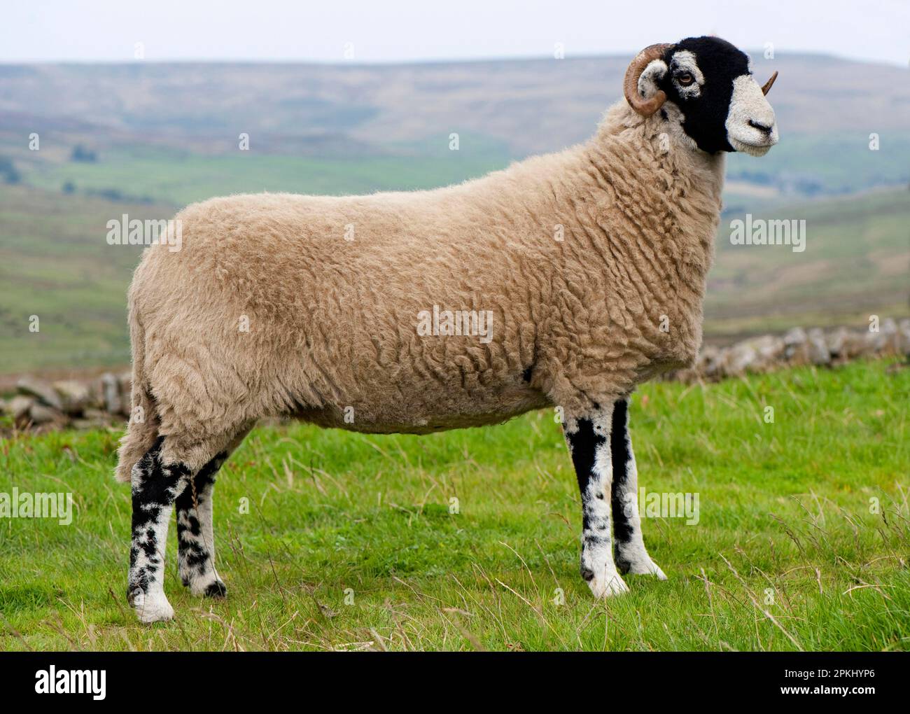 Domestic Sheep, Swaledale ewe, standing on moorland, England, United ...