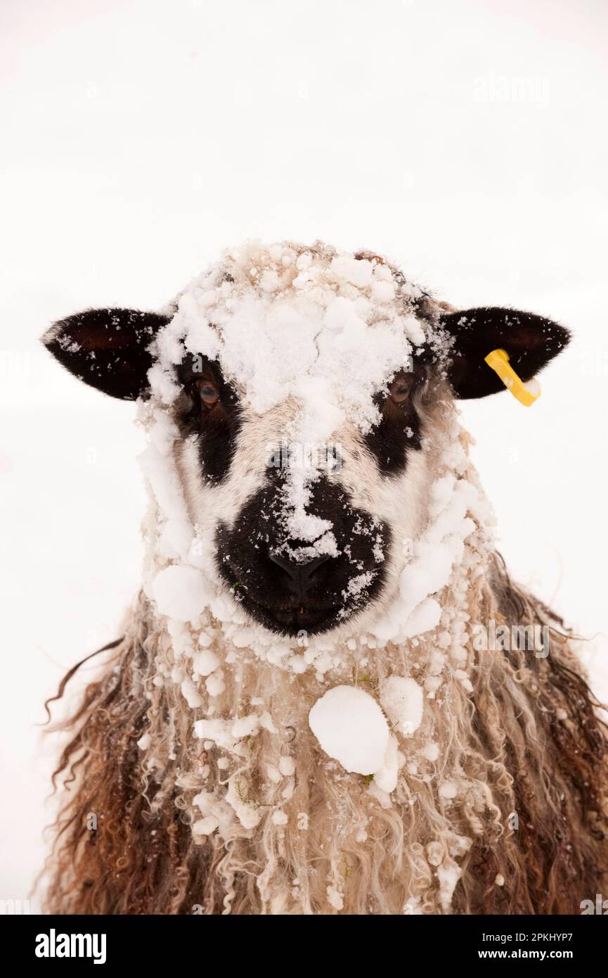 Domestic Sheep, Masham, adult, covered with snow, close-up of head ...