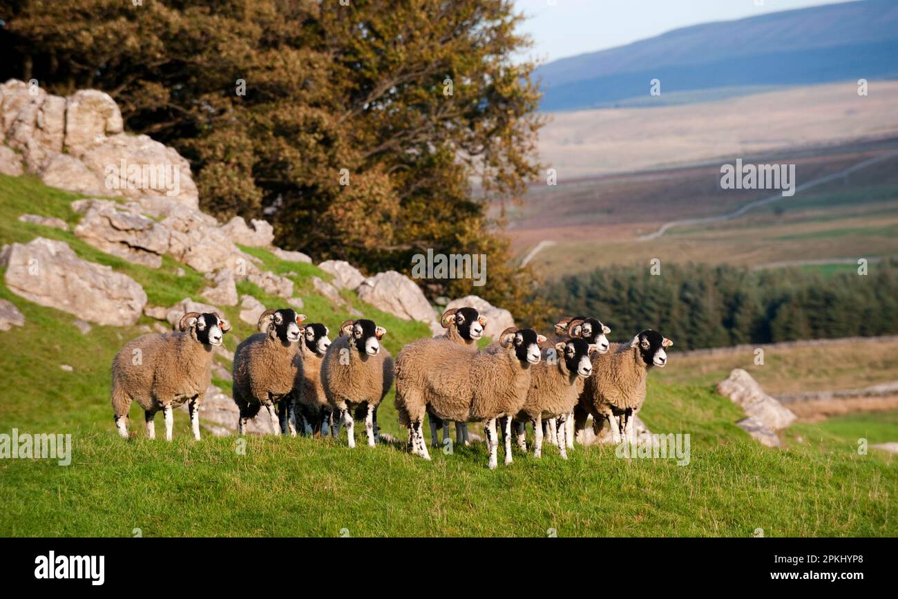 Domestic Sheep, Swaledale flock, standing on limestone pasture, North Yorkshire, England, United ...